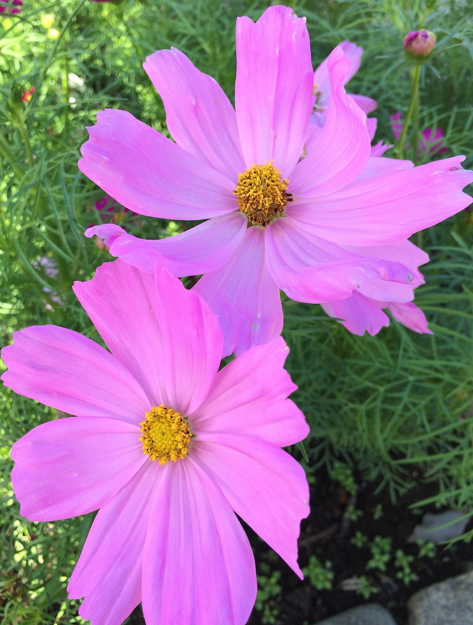 90+ Free Pink Purple Cosmos & Purple Images - Pixabay