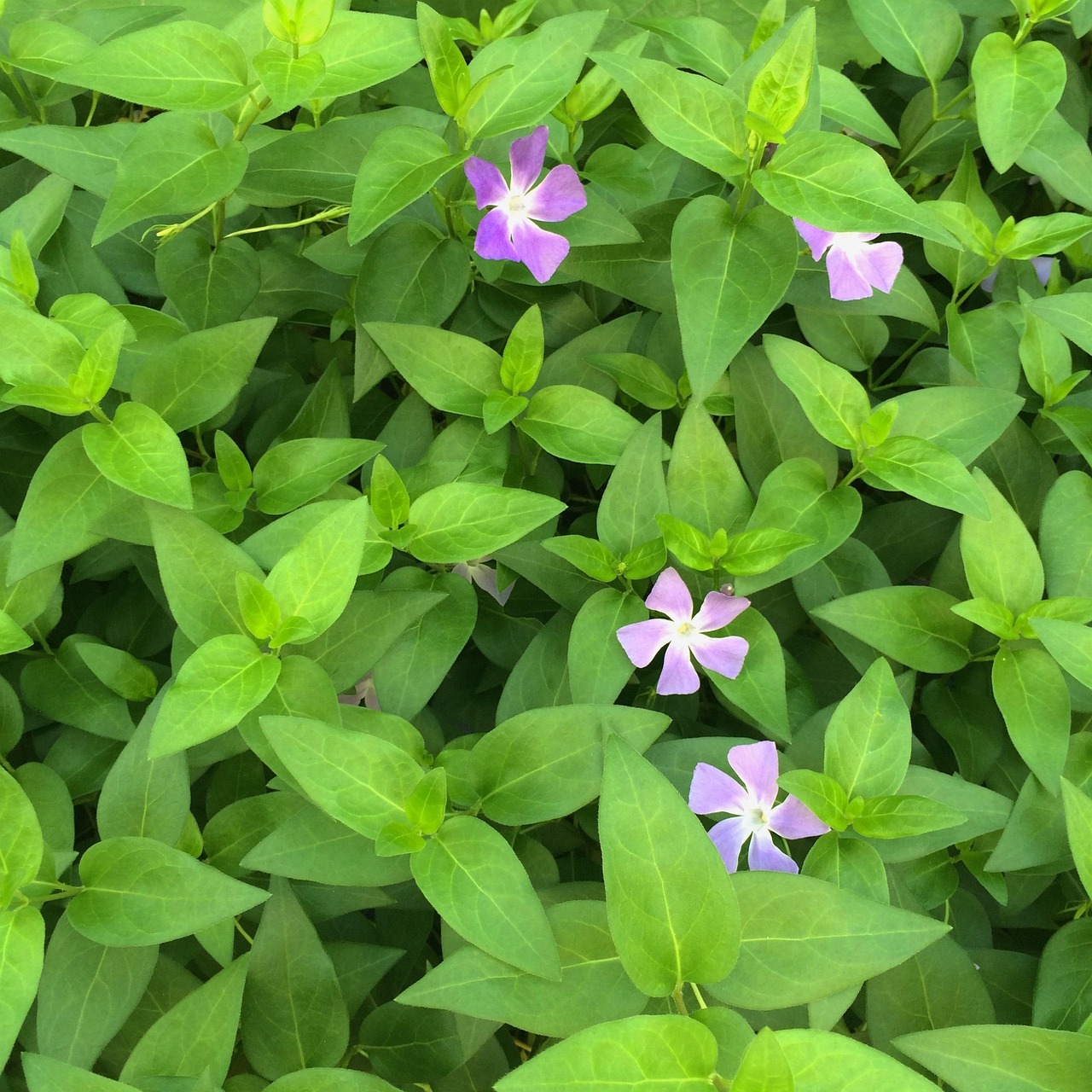 Pervinca De Madagascar Binka - Foto gratuita no Pixabay - Pixabay