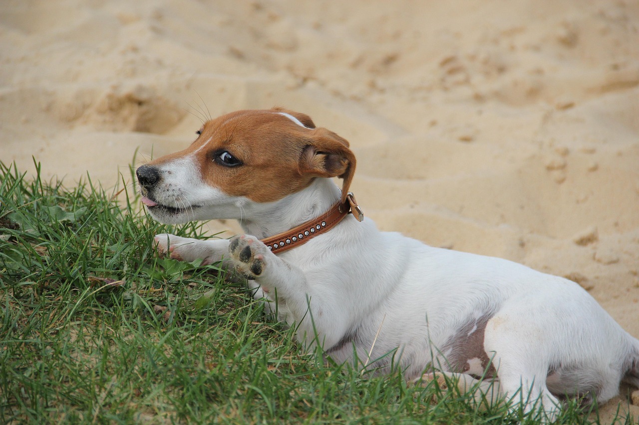 60+ kostenlose Hundewelpen und Welpe-Bilder - Pixabay