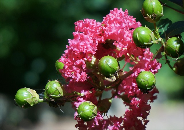Crepe Myrtle With Seed Pods - Free photo on Pixabay - Pixabay