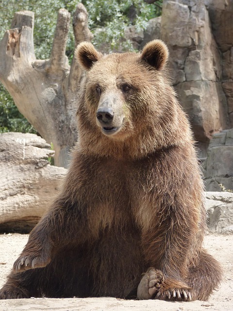 Bear Squatting Fur - Free photo on Pixabay - Pixabay