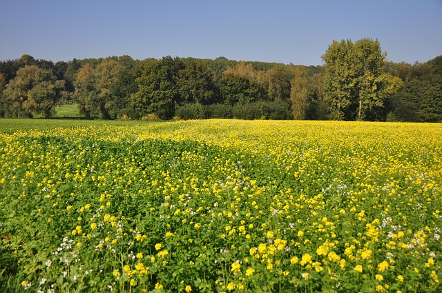 70,000+ Free Flanders Fields & Field Images - Pixabay