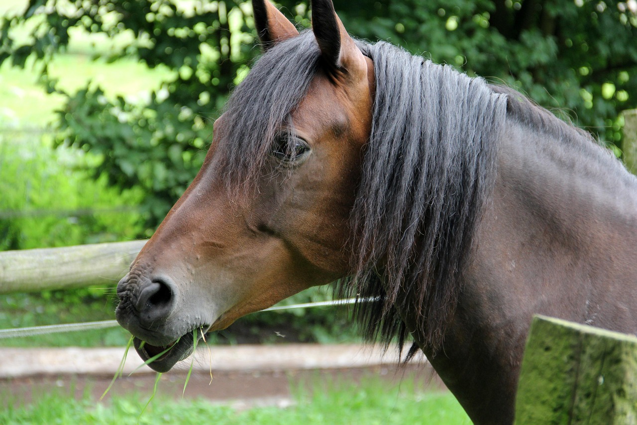 Cavalo Castanho Marrom - Foto gratuita no Pixabay - Pixabay