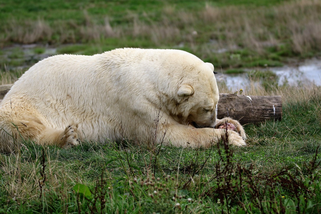 Polar Bear White - Free photo on Pixabay - Pixabay