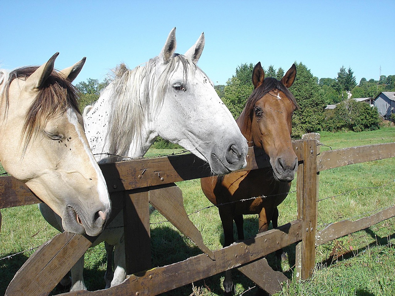 Chevaux Equitation Nature Cheval - Photo gratuite sur Pixabay - Pixabay