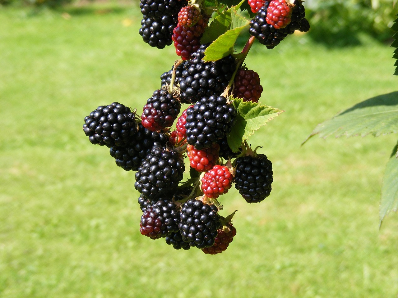 1.000+ kostenlose Brombeeren und Beeren-Bilder - Pixabay