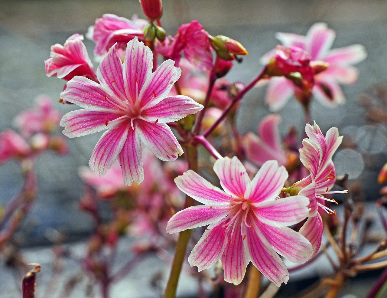 Fleurs Automne Étoiles Rose - Photo gratuite sur Pixabay - Pixabay
