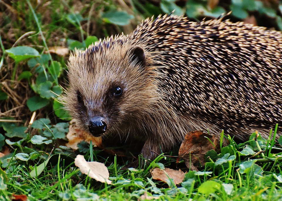 Hérisson Des Animaux Éperon · Photo gratuite sur Pixabay