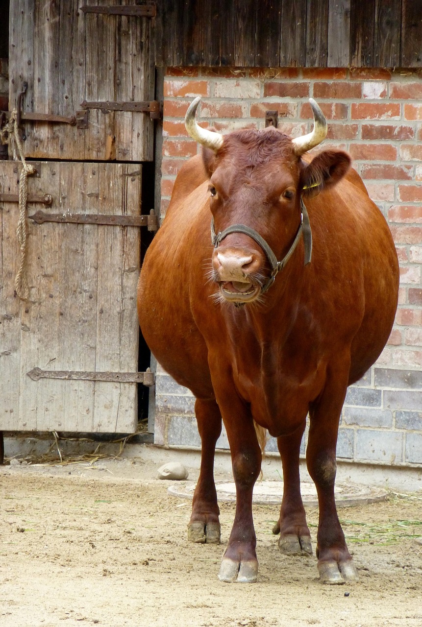Cow Farm Yard Animal - Free photo on Pixabay - Pixabay