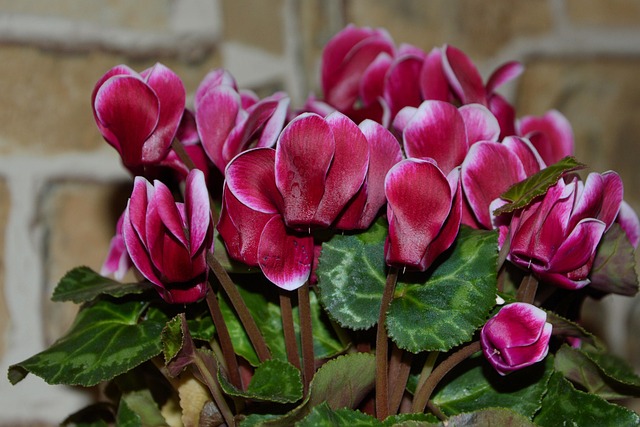 Ciclame Ciclamen Planta Ornamental - Foto gratis en Pixabay - Pixabay