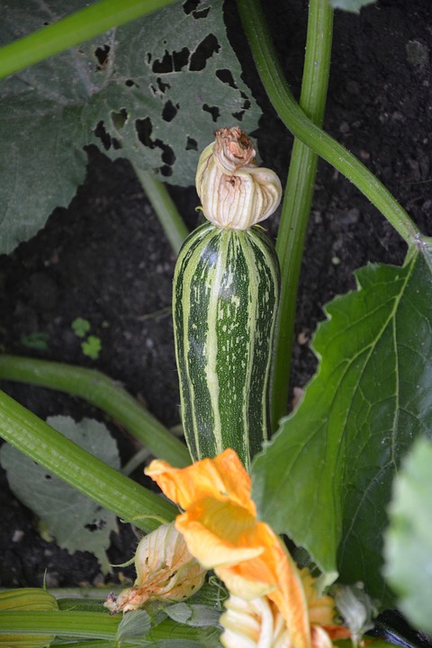 Zucchini Vegetables Blossom - Free photo on Pixabay - Pixabay