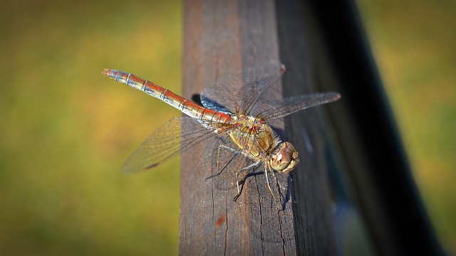 Dragon-Fly Insect Close Up - Free photo on Pixabay - Pixabay