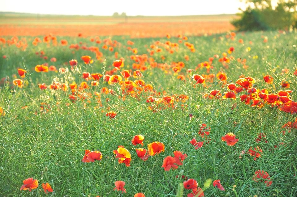 Maki Veld · Gratis foto op Pixabay