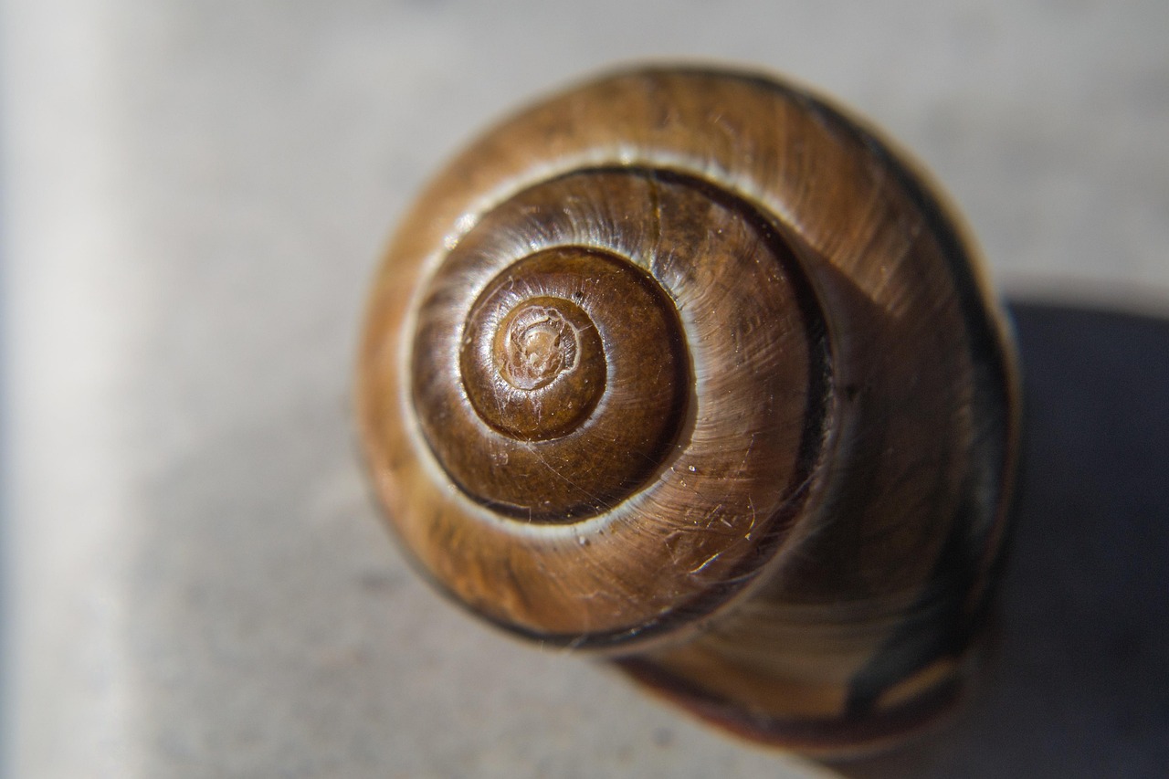Snail Spiral Casing Close - Free photo on Pixabay - Pixabay