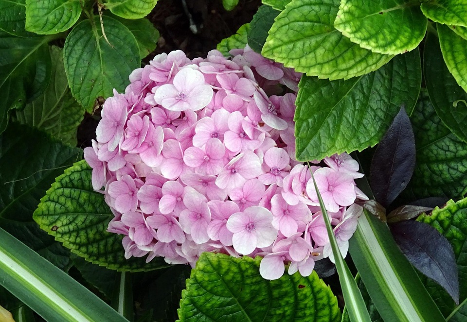 Hortensie Blume Mophead - Kostenloses Foto auf Pixabay - Pixabay
