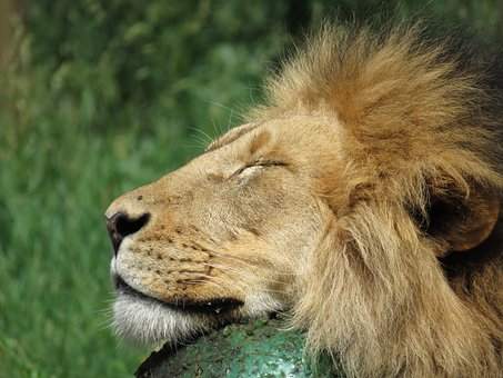 10+ Free Lion With Ball & Lion Images - Pixabay