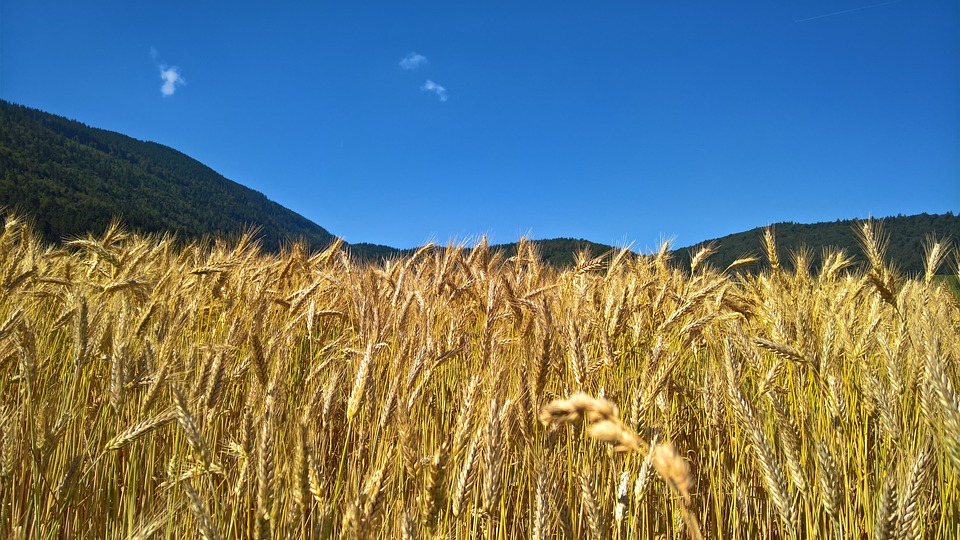 Nature Wheat Cereals - Free photo on Pixabay - Pixabay