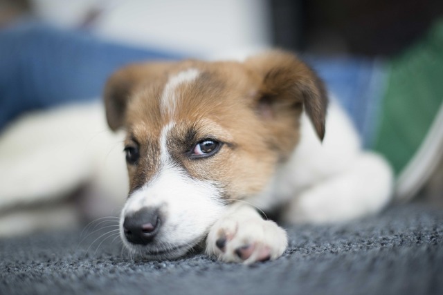 Little Dog Rests - Free photo on Pixabay - Pixabay