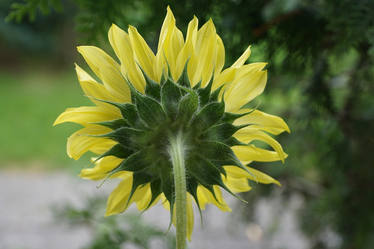 Bunga Matahari Kuning Tanaman - Foto gratis di Pixabay - Pixabay