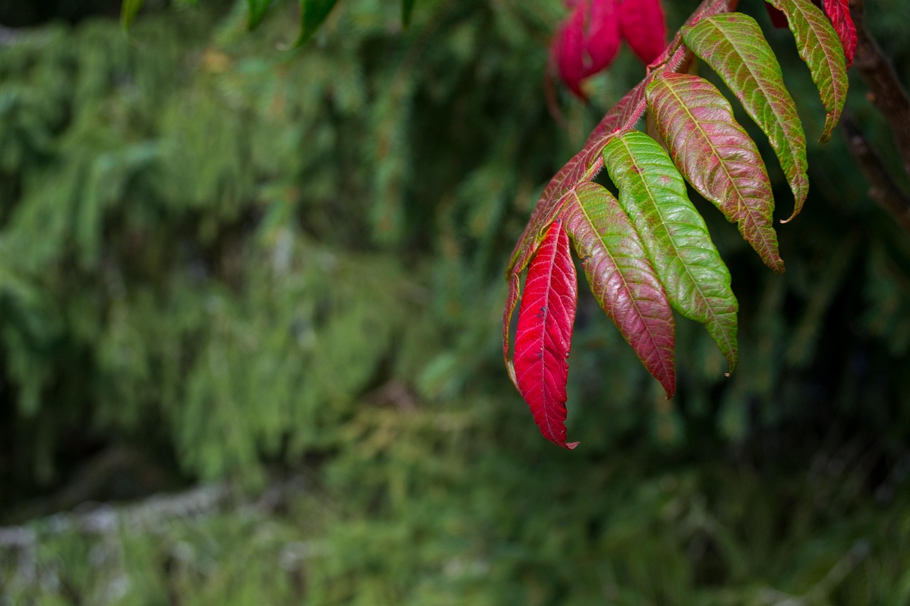 Hojas Colores Color De Otoño - Foto gratis en Pixabay - Pixabay