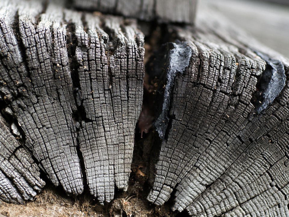 Baum Holz · Kostenloses Foto auf Pixabay