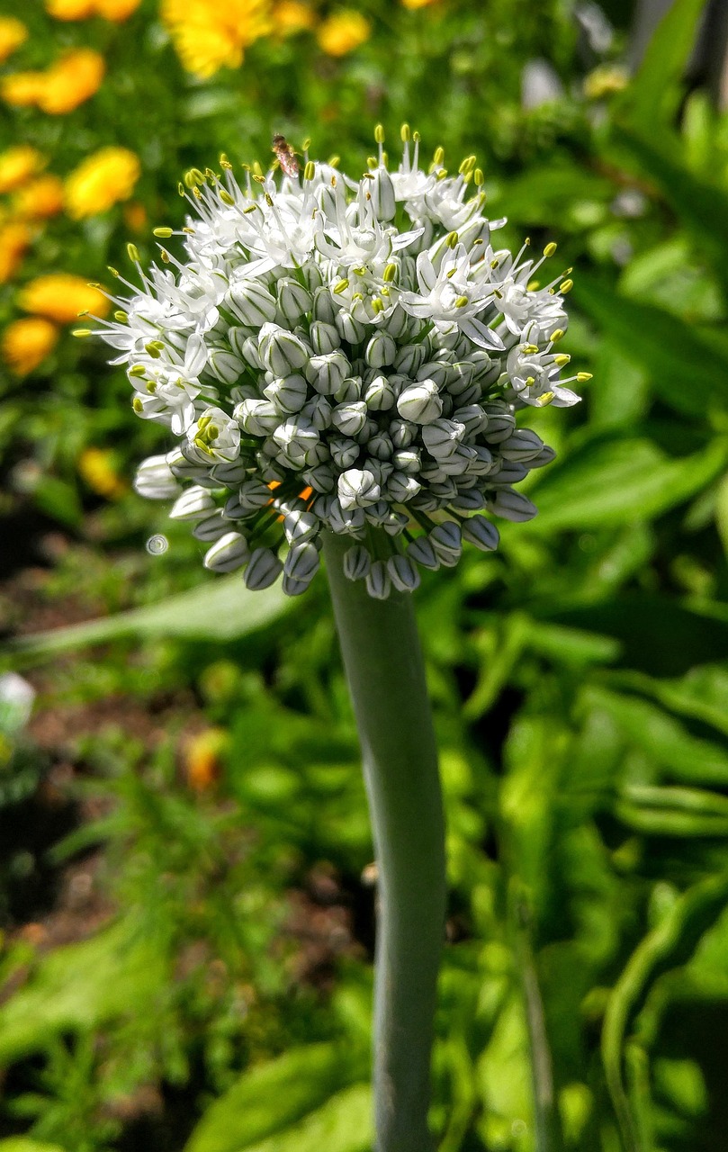 Oignon Fleur Jardin - Photo gratuite sur Pixabay - Pixabay