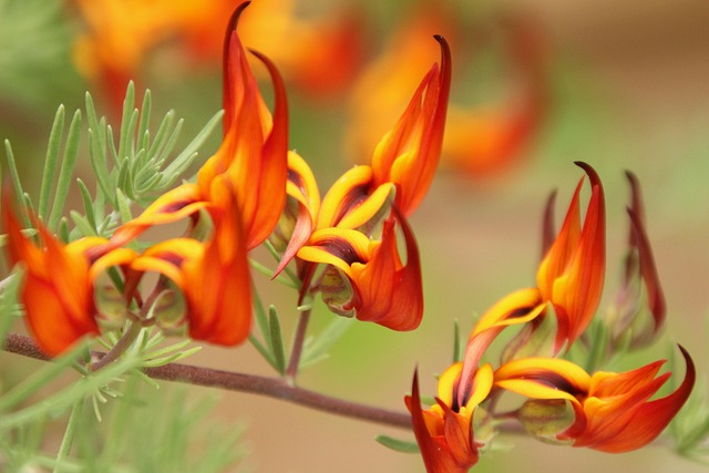 Arbusto Floreciente Flor - Foto gratis en Pixabay - Pixabay