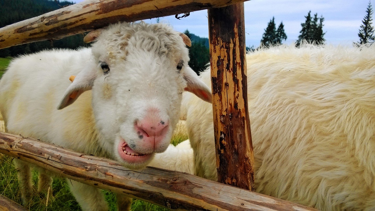 Sheep Russian Clearing Tatry - Free photo on Pixabay
