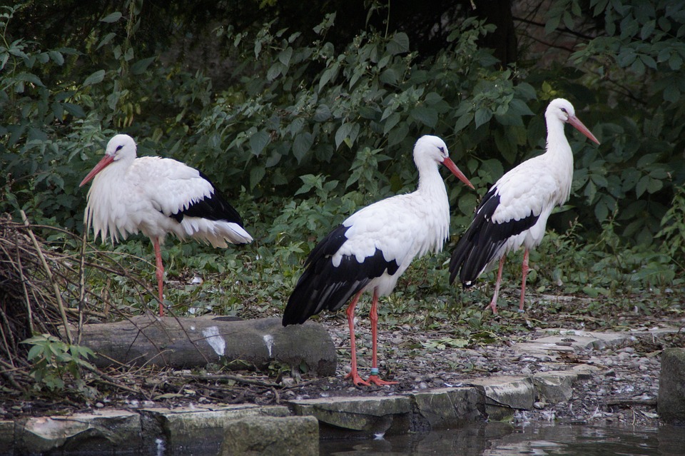 Storks Three Rattle Stork White - Free photo on Pixabay - Pixabay