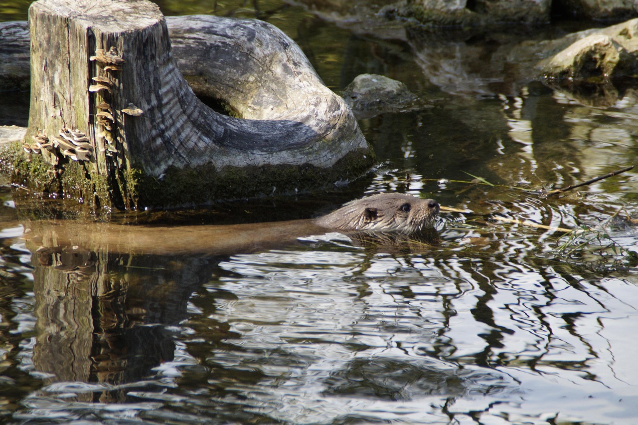 Otter Swim Wild Animal - Free photo on Pixabay - Pixabay
