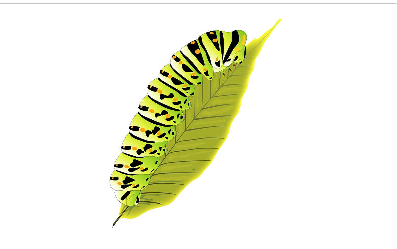 20,000+ Free Caterpillar Drawing & Caterpillar Images - Pixabay