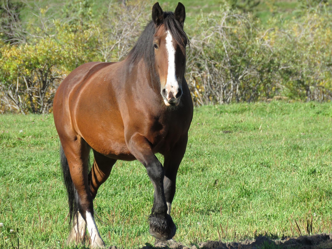 Cheval Animal Mammifère - Photo gratuite sur Pixabay - Pixabay
