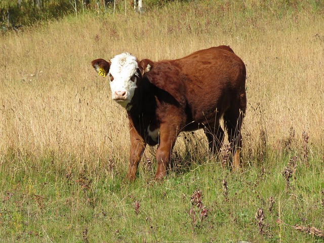 10,000+ Free Baby Cow & Calf Images - Pixabay