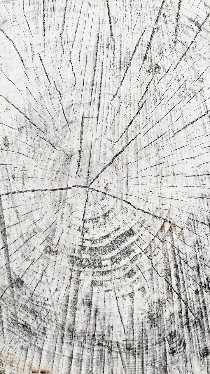 Wood Grain Tree Stump - Free photo on Pixabay - Pixabay