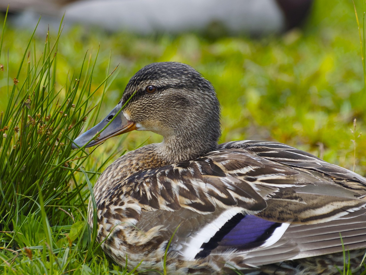 Anatidae Ducks Duck Family - Free photo on Pixabay - Pixabay