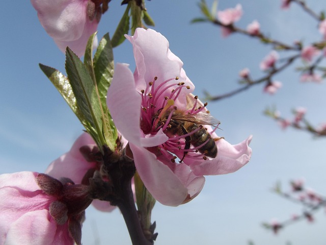 Flower Peach Blossom Bee - Free photo on Pixabay - Pixabay