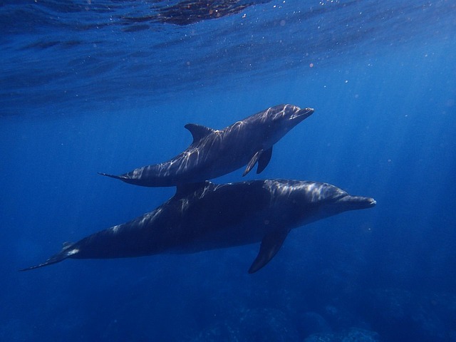 Sea Dolphin Blue - Free photo on Pixabay