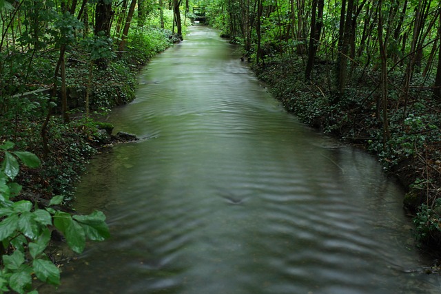 Ruisseau Forêt L'Eau Exposition - Photo gratuite sur Pixabay - Pixabay