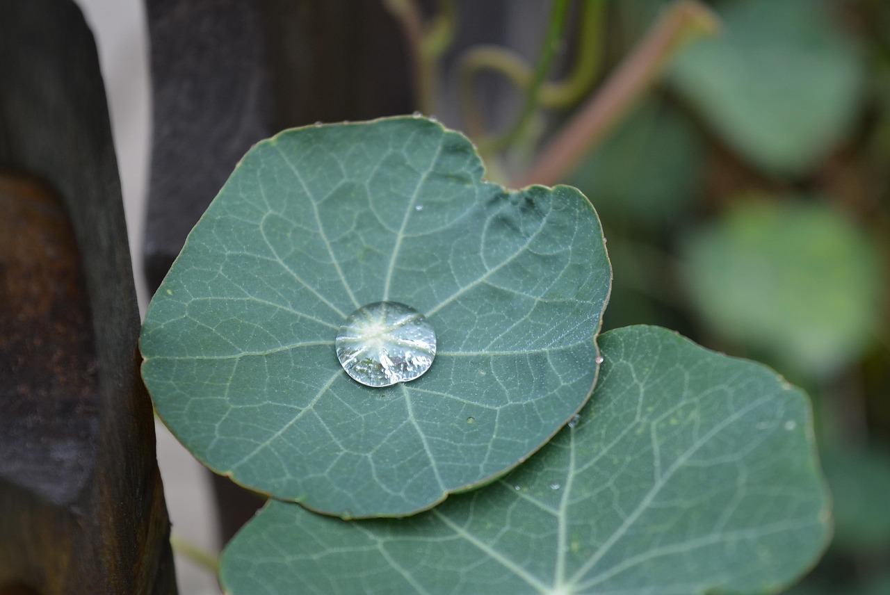 Gota De Agua Perla Gotas - Foto gratis en Pixabay - Pixabay