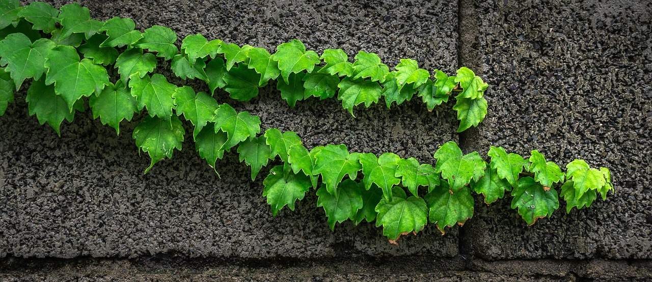 Ivy Vine Leaf - Free photo on Pixabay - Pixabay