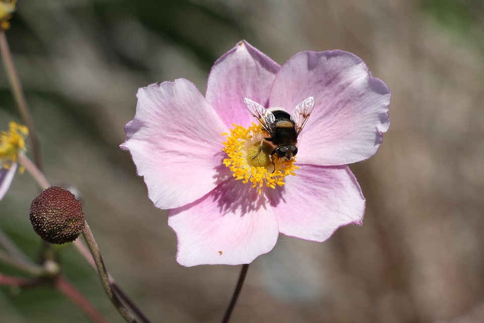 Bee Flower Plant - Free photo on Pixabay