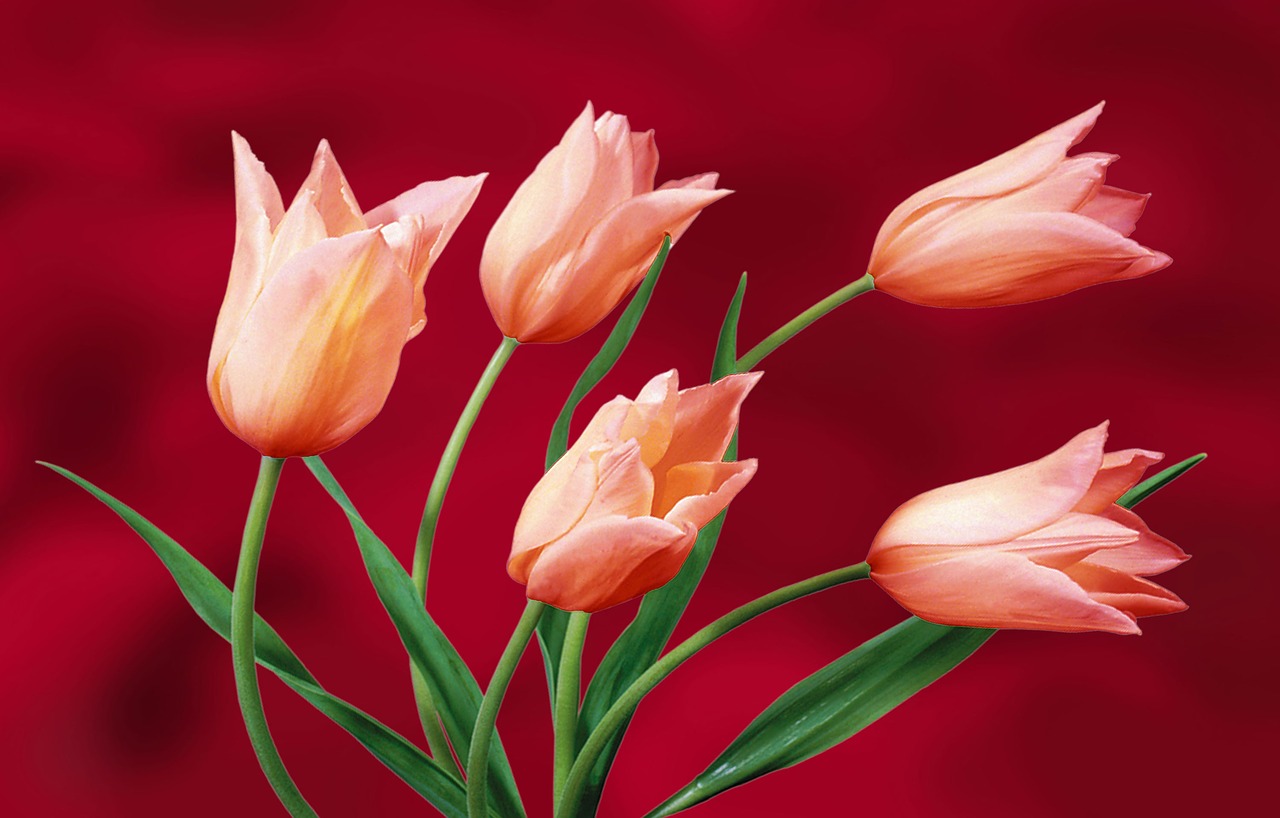 Download Tulips, Garden, Plants. Royalty-Free Stock Illustration Image ...