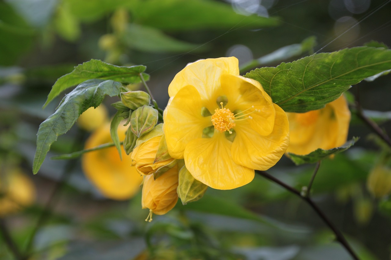 Flower Yellow Free Photo On Pixabay Pixabay