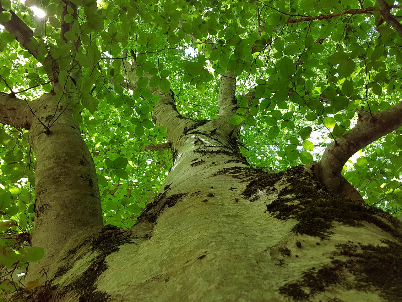 Natur Baum Weltlich - Kostenloses Foto auf Pixabay - Pixabay