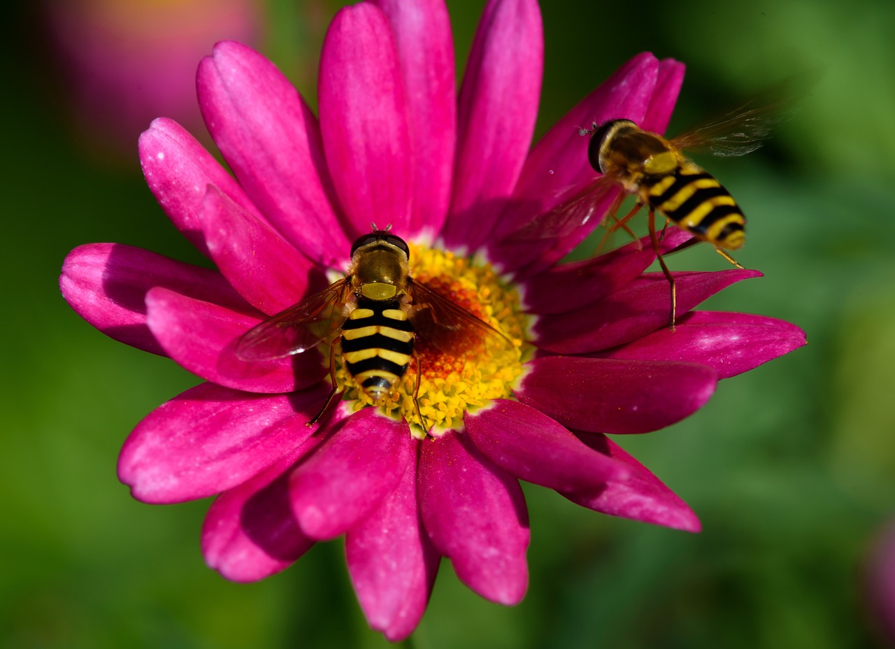 Volar Mosca De La Avispa Flor - Foto gratis en Pixabay - Pixabay