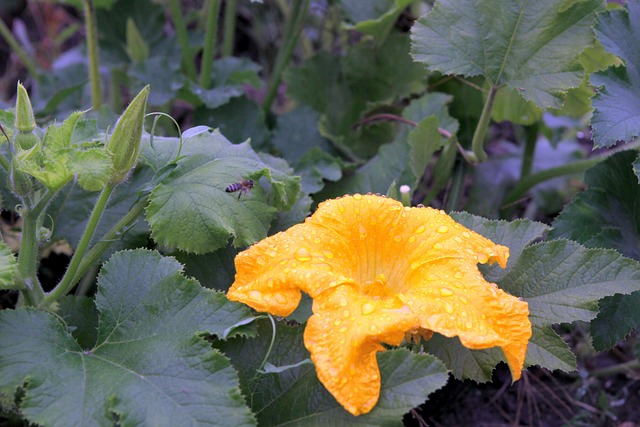 Citrouille Fleur En - Photo gratuite sur Pixabay - Pixabay