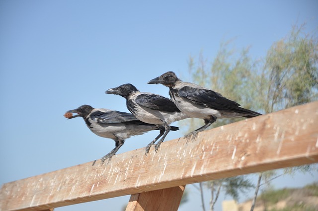 Crow Raven Rook - Free photo on Pixabay - Pixabay