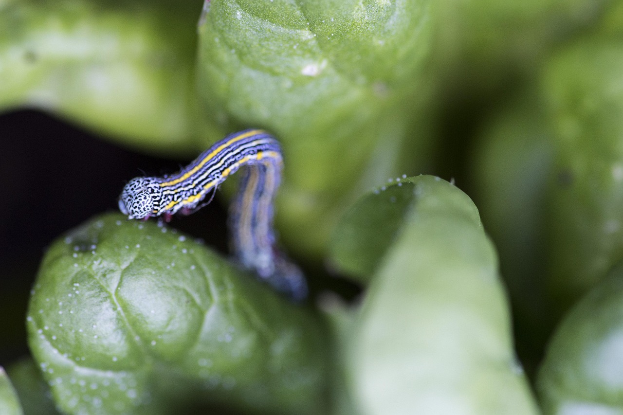 Oruga Insecto Sale De - Foto gratis en Pixabay - Pixabay