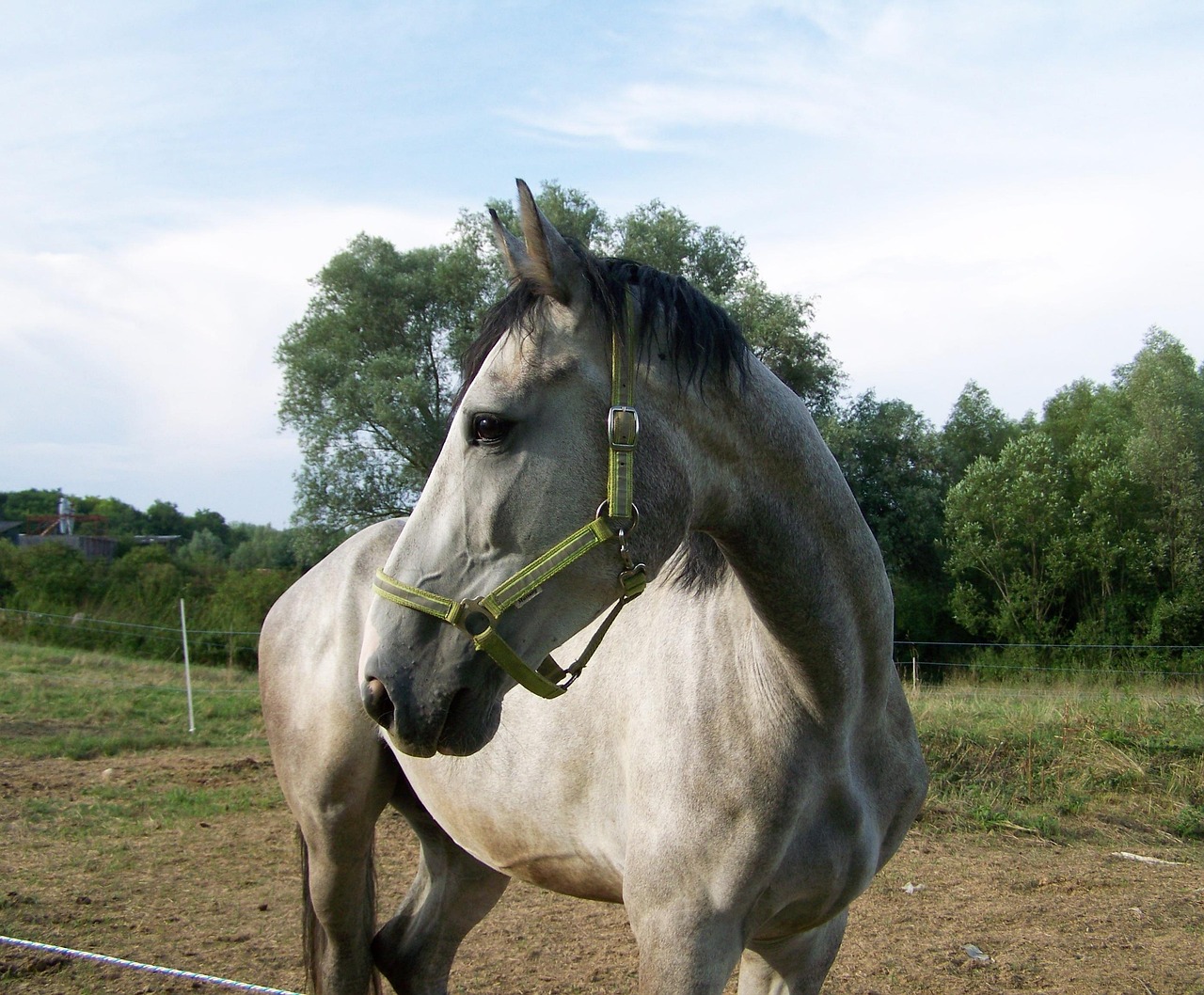 100+ Free Horse'S Hoof & Horse Images - Pixabay