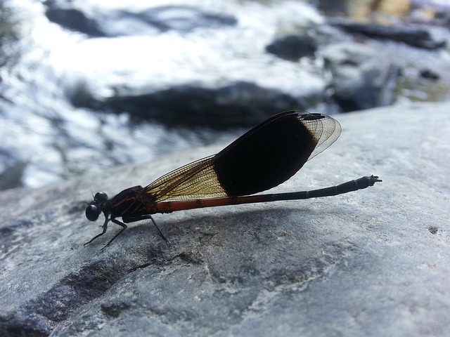 Damsel-Fly By The Stream - Free photo on Pixabay - Pixabay